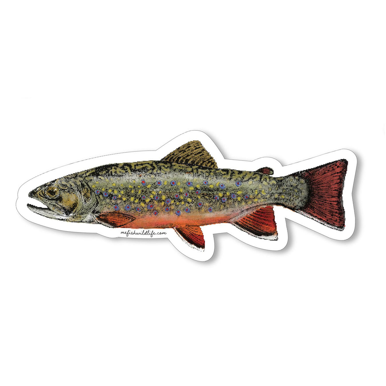 Brook Trout Decal – MDIFW